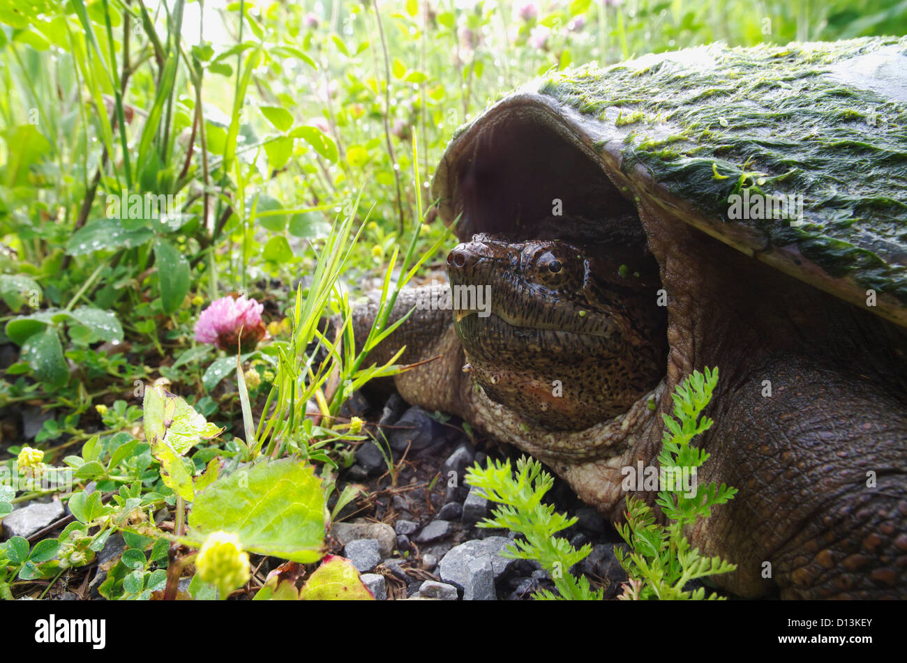 Snapping Turtle; Pointe-Des-Cascades Quebec Canada Stock Photo - Alamy