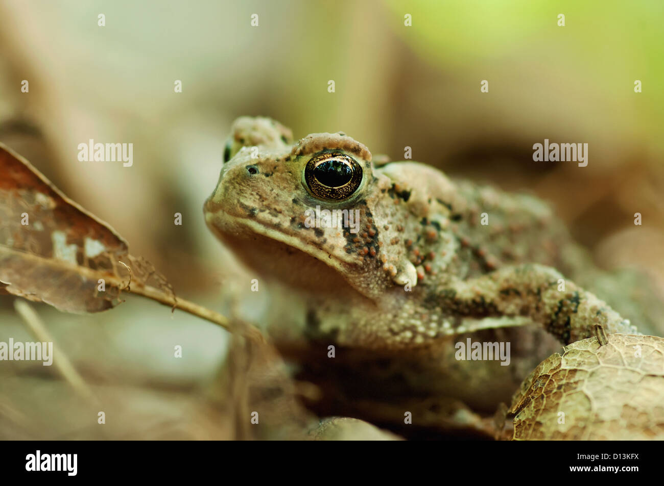 American Toad; Les Cedres Quebec Canada Stock Photo - Alamy