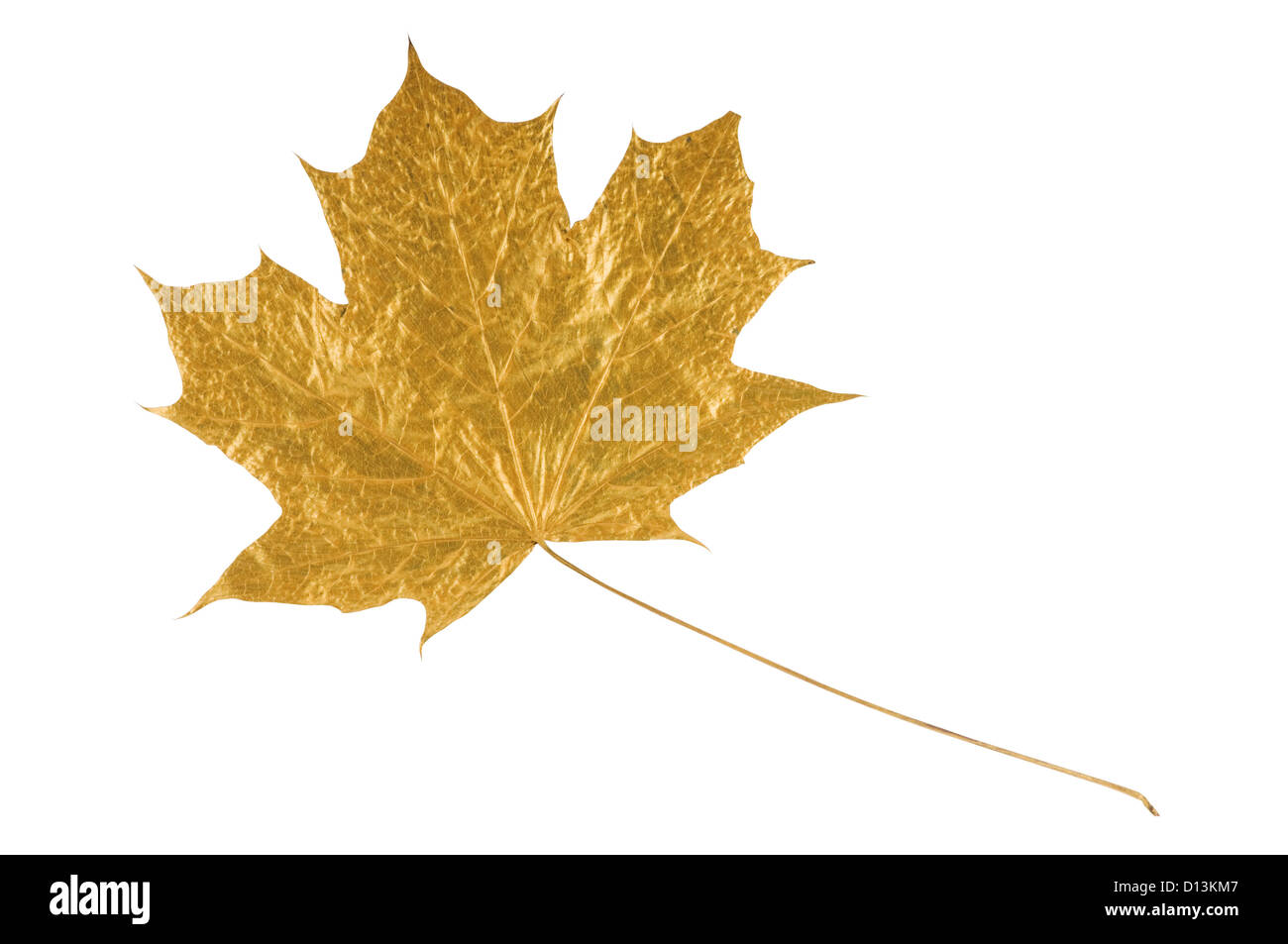 golden maple tree leaf isolated on white (with clipping path Stock ...