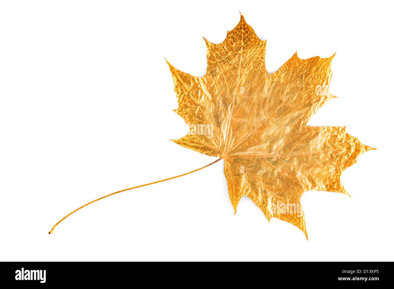 Golden color maple tree Cut Out Stock Images & Pictures - Alamy
