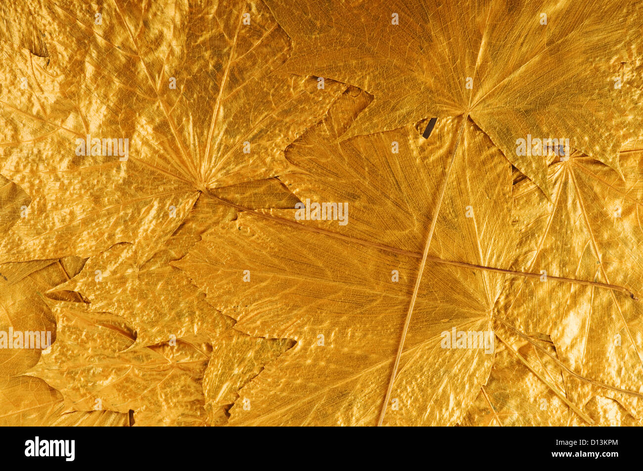 golden maple tree leaves background Stock Photo - Alamy