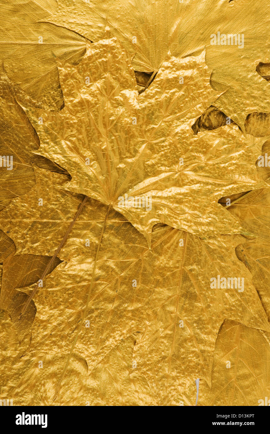 golden maple tree leaves background Stock Photo - Alamy