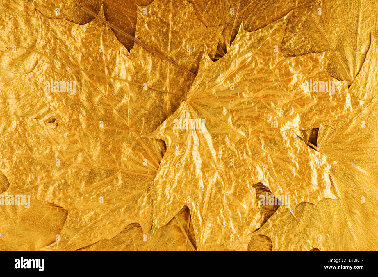golden maple tree leaves background Stock Photo - Alamy