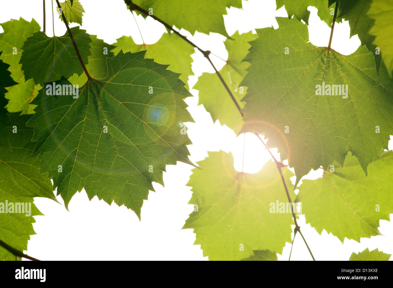 wild grape leaves green background Stock Photo - Alamy