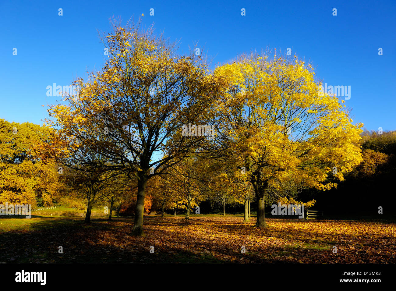 Autumn trees in a local park england uk Stock Photo - Alamy