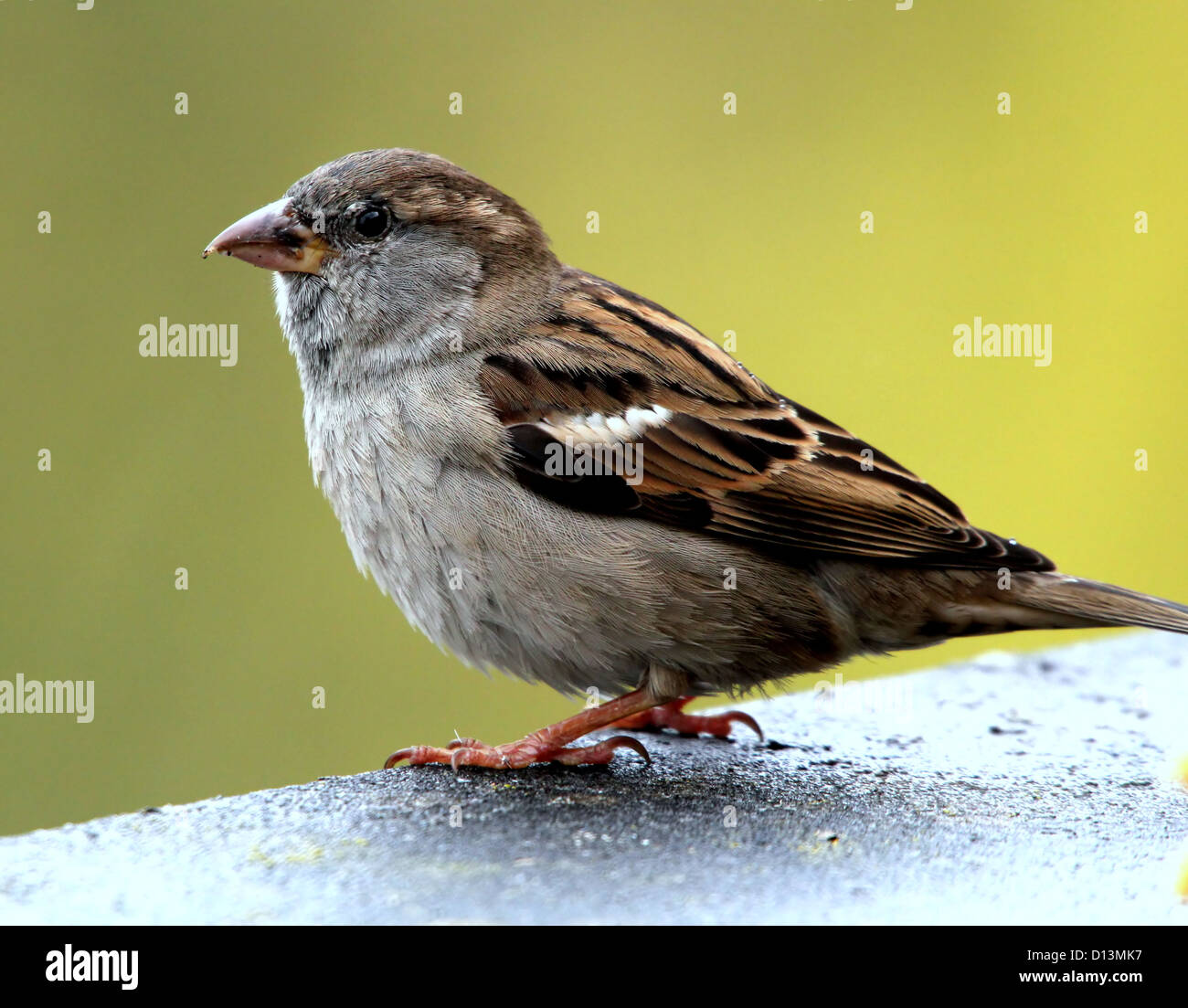 Portrait of a female House Sparrow (Passer domesticus) posing on a ...