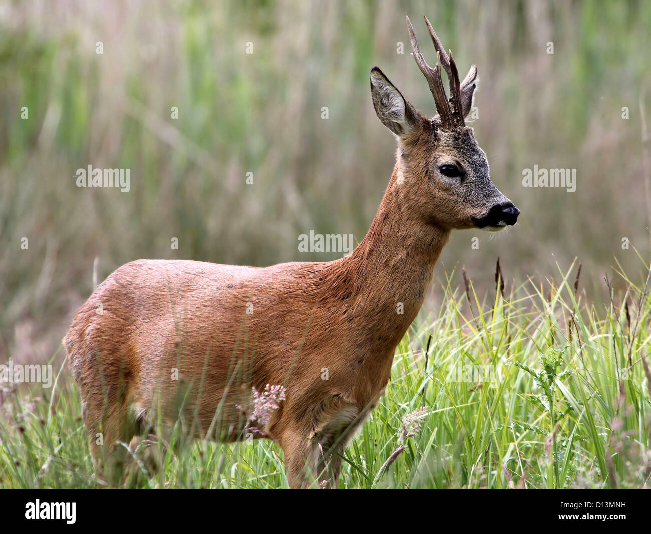 Male Roe Deer (Capreolus capreolus) seen in profile, deliberating ...