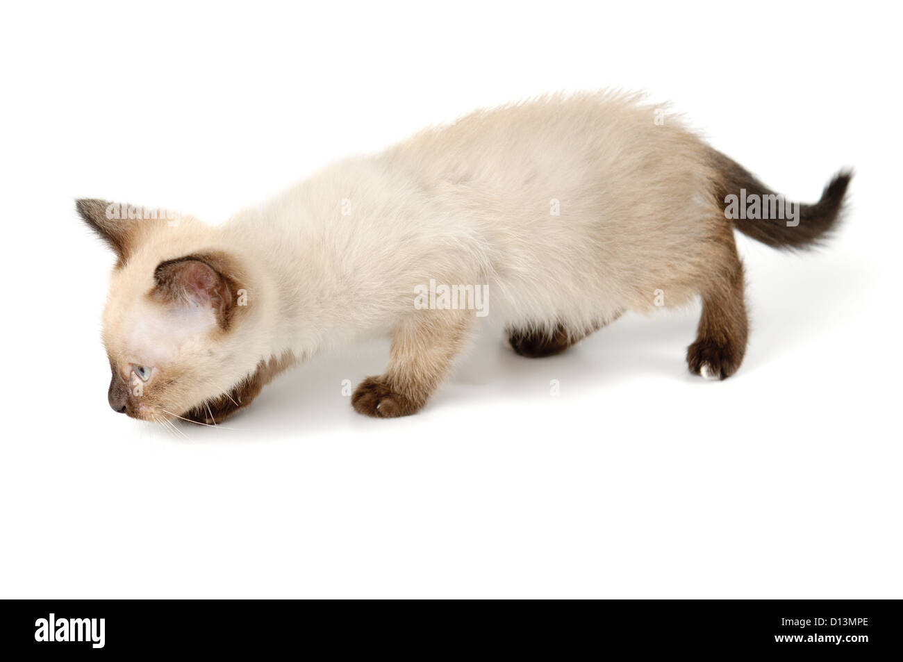 Funny playful siamese kitten on white background Stock Photo - Alamy