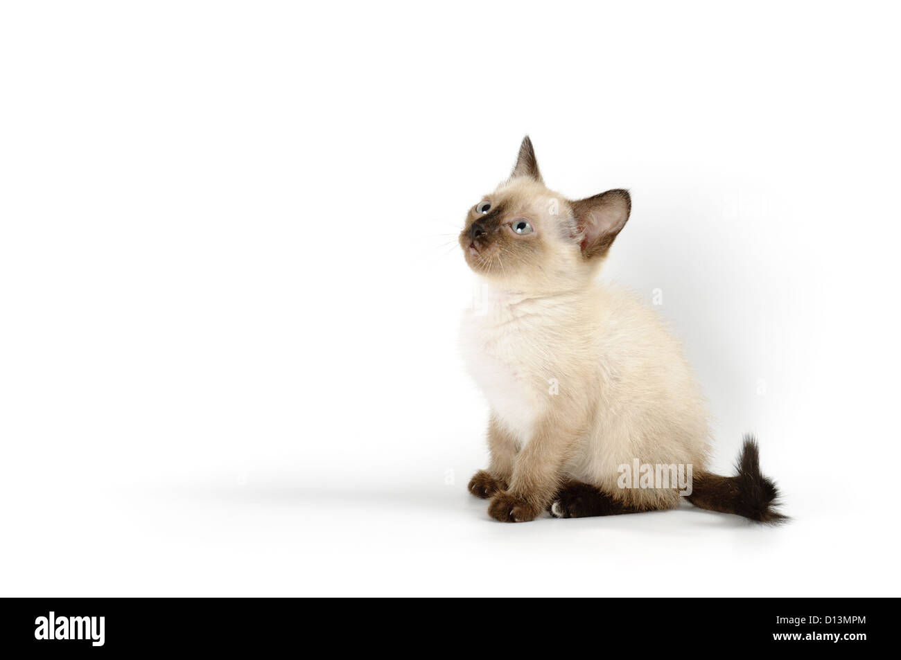 Funny playful siamese kitten on white background Stock Photo - Alamy