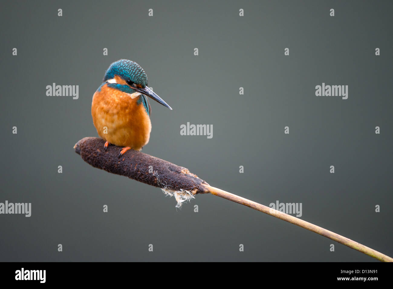 Common Kingfisher (Alcedo Atthis Stock Photo - Alamy