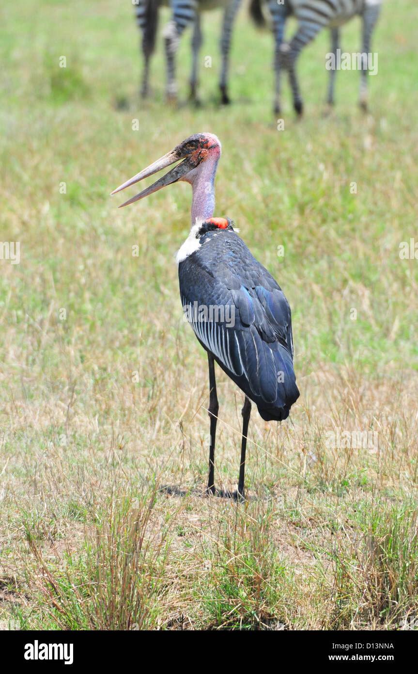 Safari stork hi-res stock photography and images - Alamy