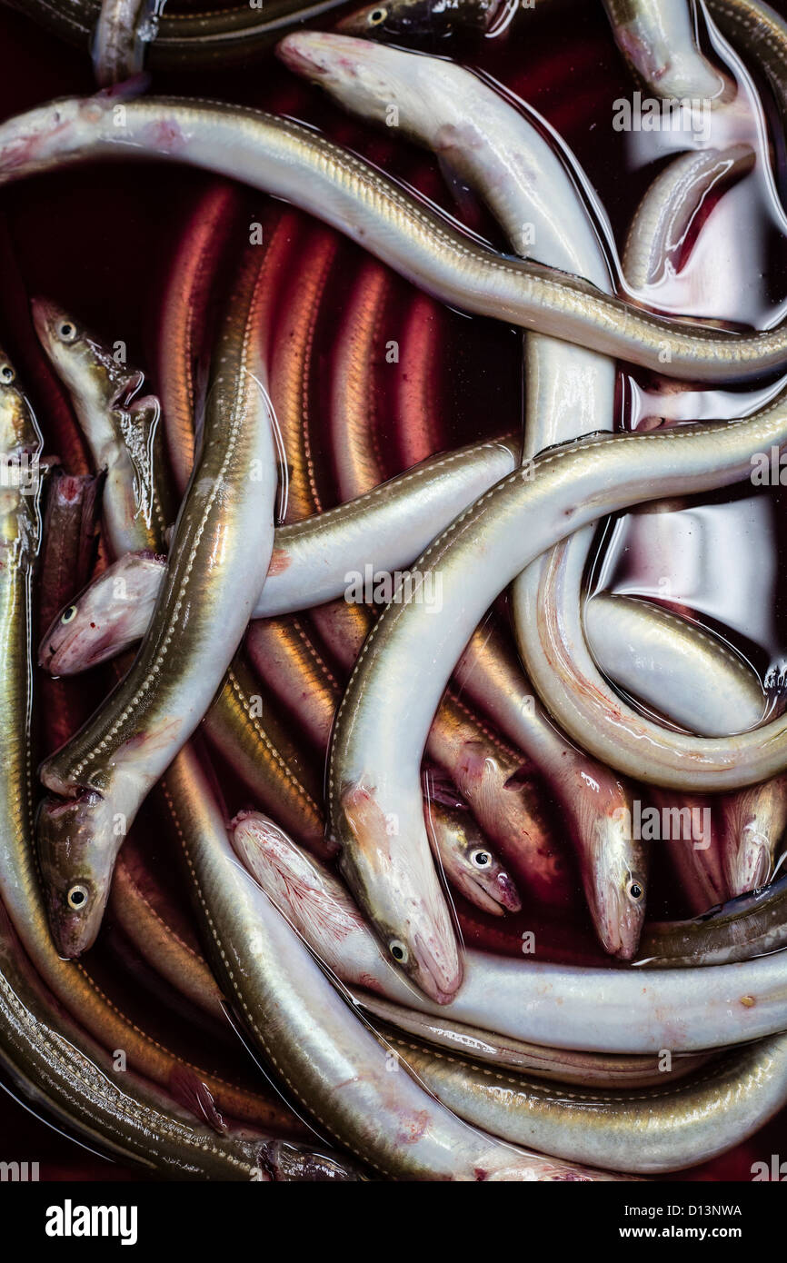 Eels tsukiji fish market hi-res stock photography and images - Alamy