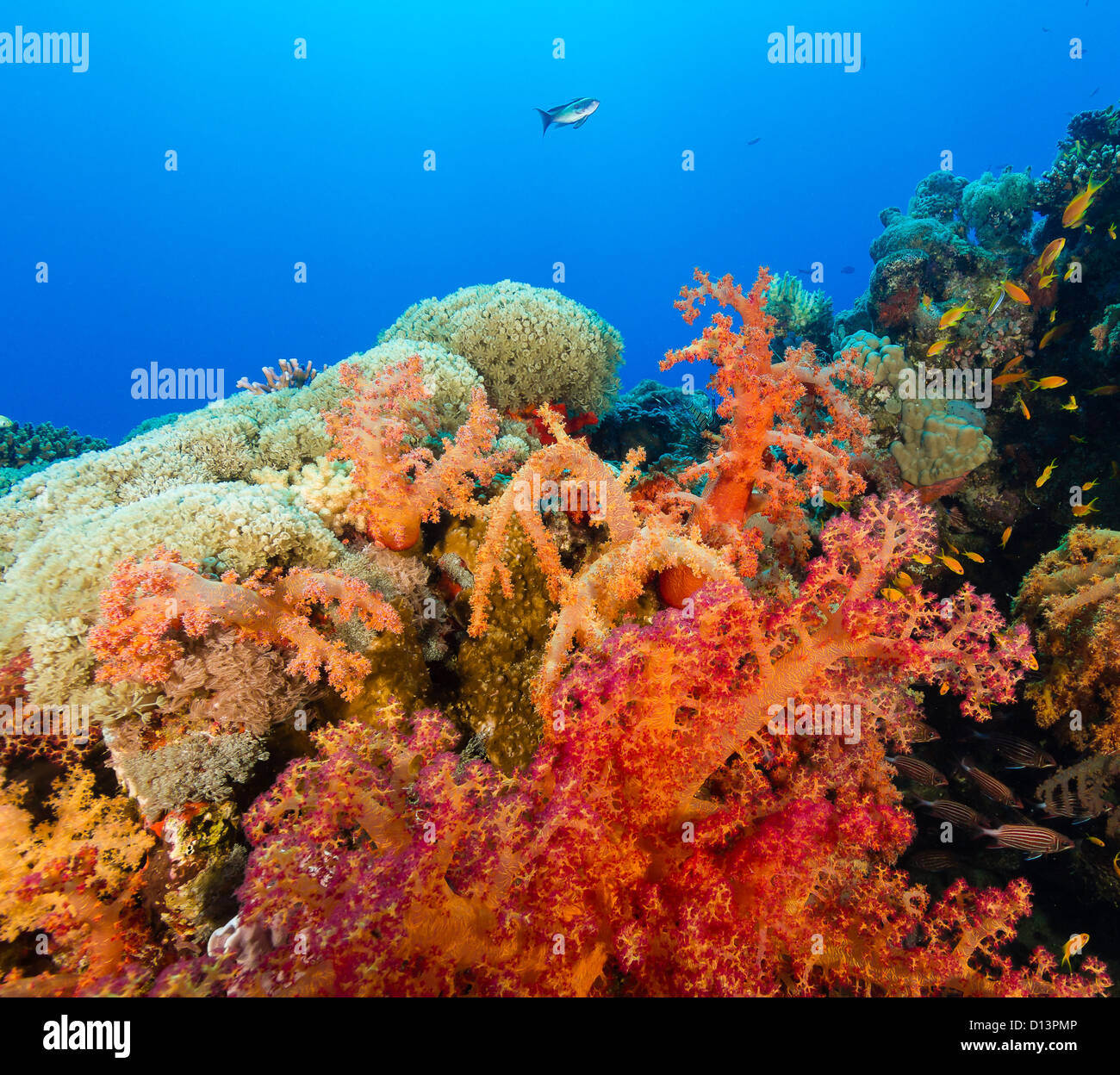 Reef red orange pink colour ocean sea hi-res stock photography and ...