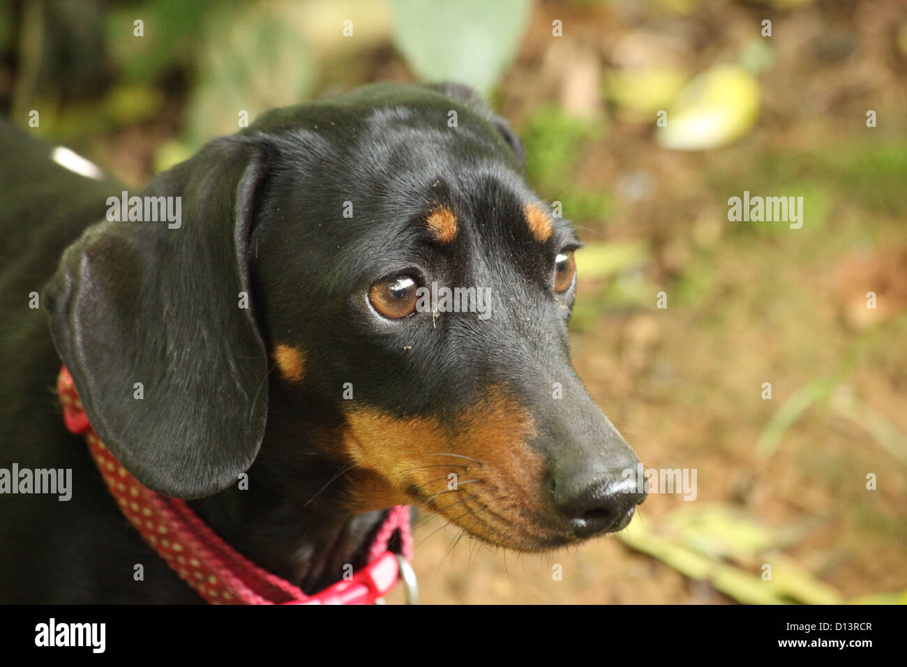 Black and tan dachshund hi-res stock photography and images - Alamy