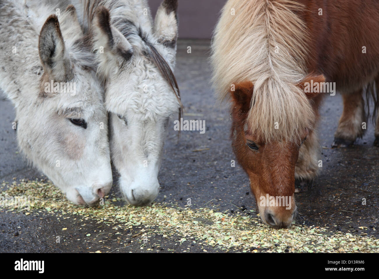 Grey shetland pony hi-res stock photography and images - Alamy