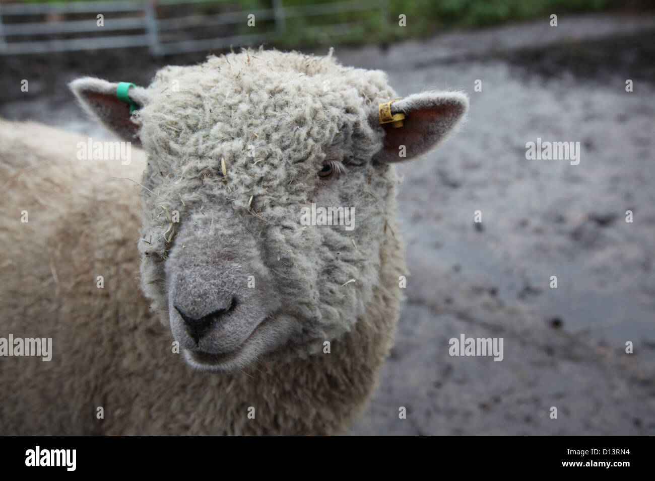 South Down Sheep Stock Photo - Alamy