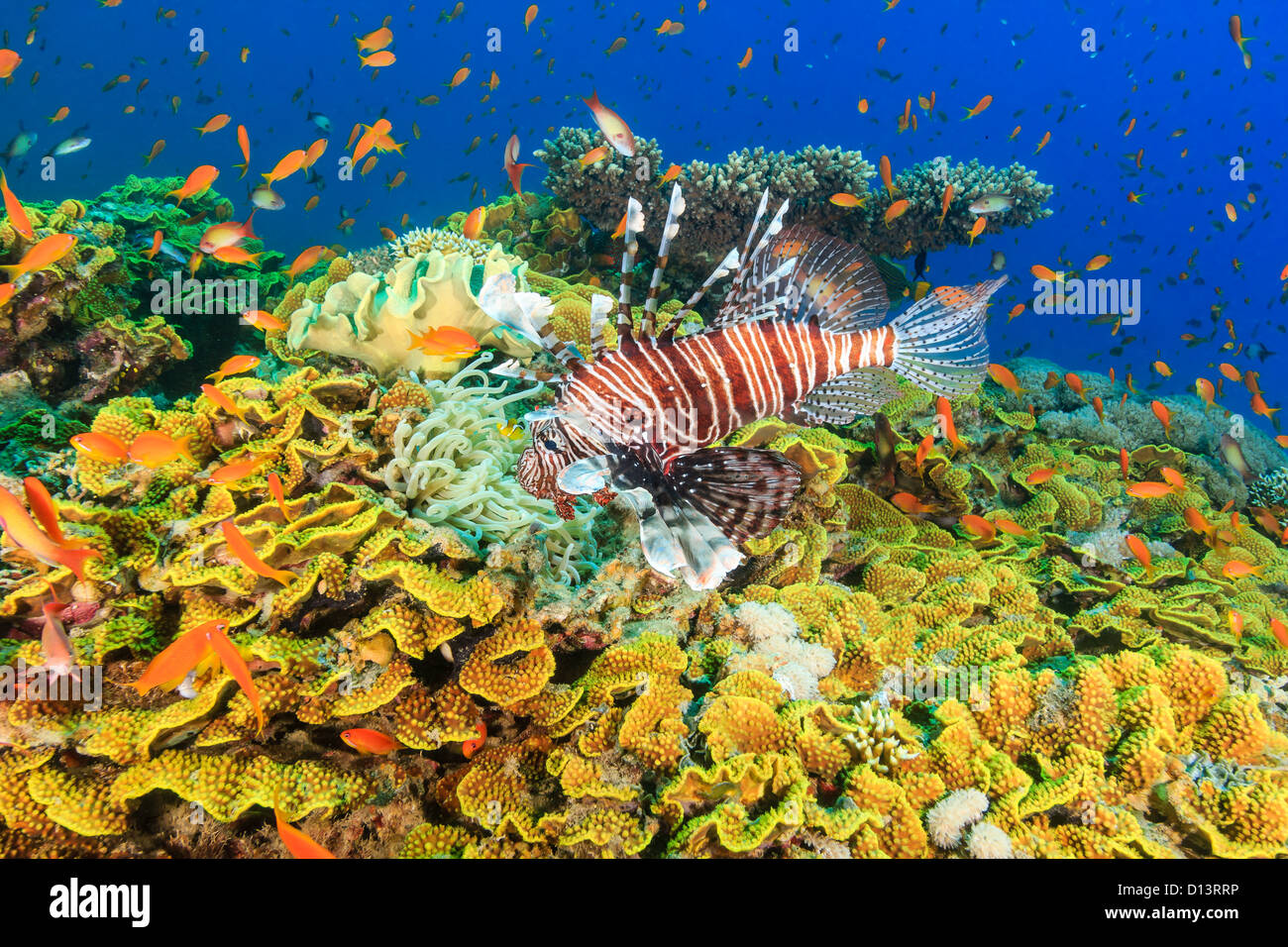 Banded lionfish hi-res stock photography and images - Alamy