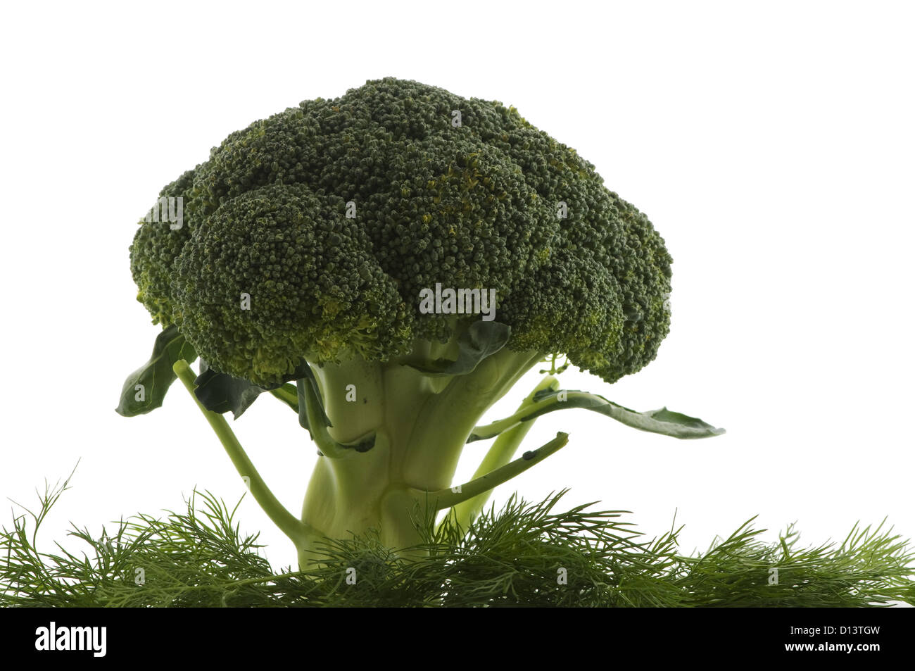 green broccoli tree with dill grass isolated on white Stock Photo - Alamy