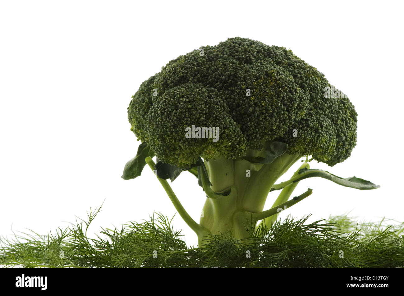 green broccoli tree with dill grass isolated on white Stock Photo - Alamy