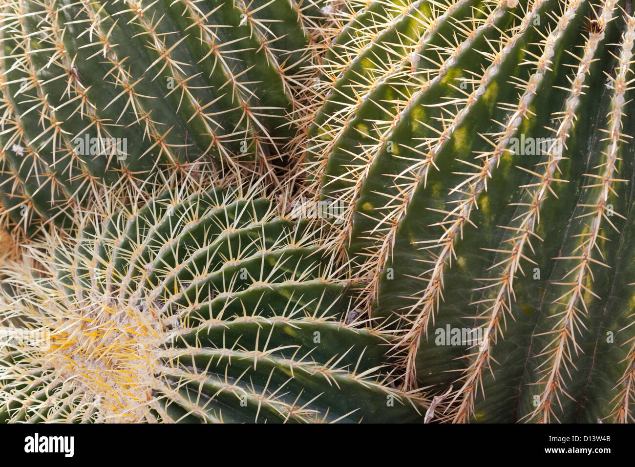 Cactus thorn green plant hi-res stock photography and images - Alamy