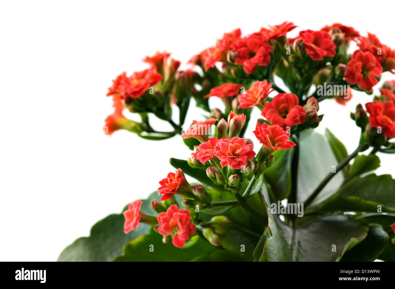 kalanchoe red flowers closeup on white Stock Photo - Alamy