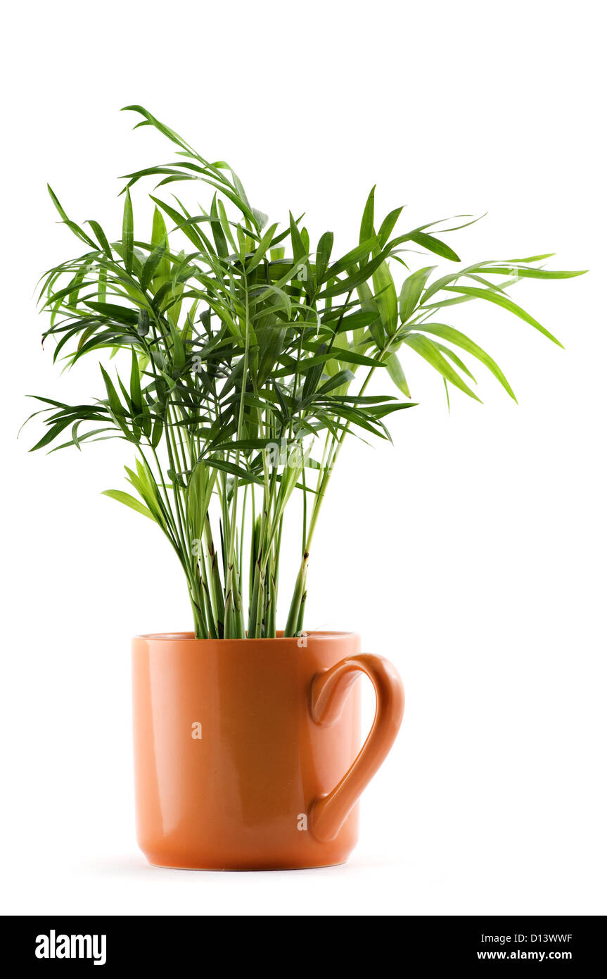 Cup leaf decoration in Cut Out Stock Images & Pictures - Alamy