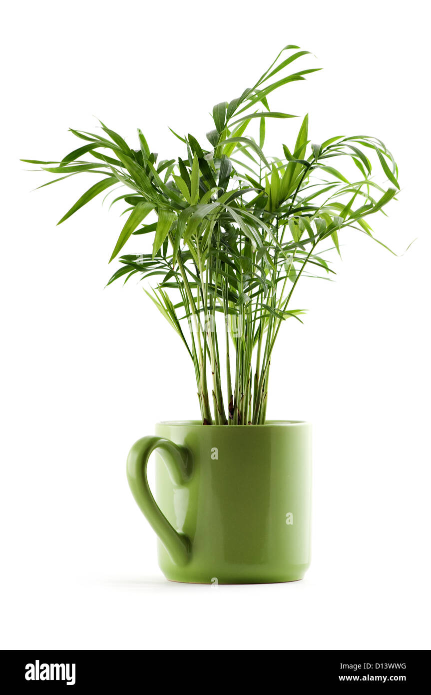 Green plant in interior Cut Out Stock Images & Pictures - Alamy