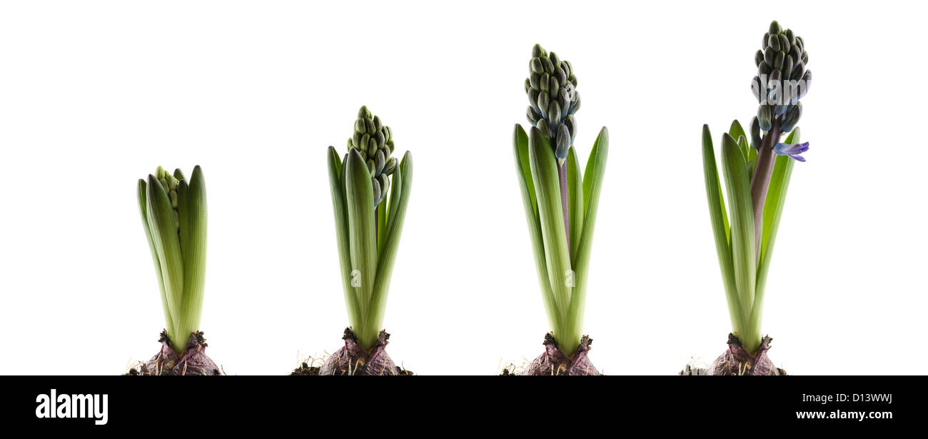 hyacinthus stem on white Stock Photo - Alamy