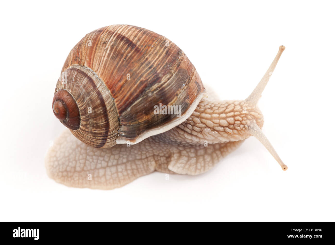 garden snails on a white background Stock Photo - Alamy