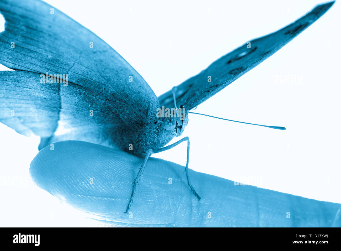 butterfly on finger isolated on white background Stock Photo - Alamy