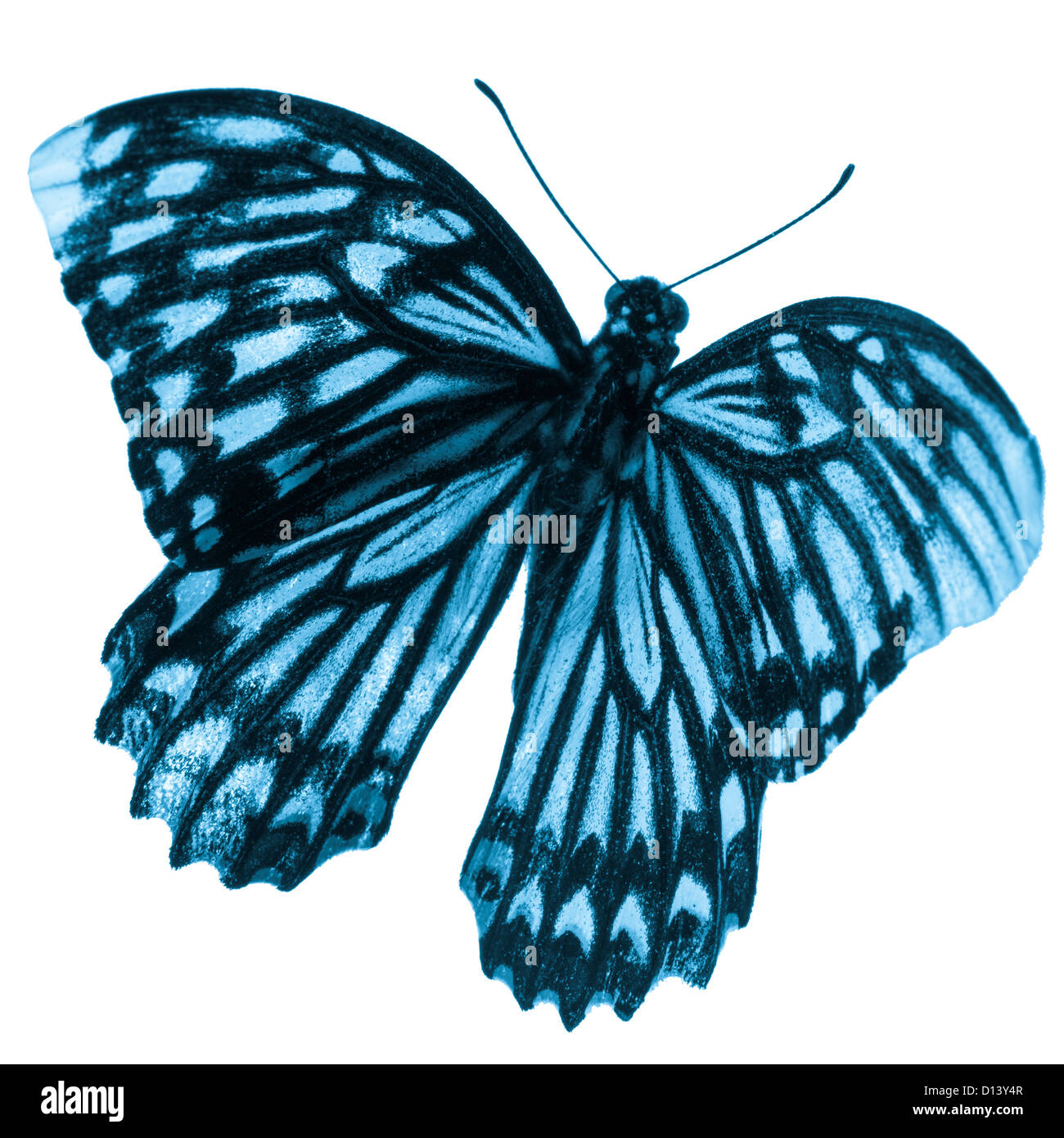 blue butterfly isolated Stock Photo - Alamy