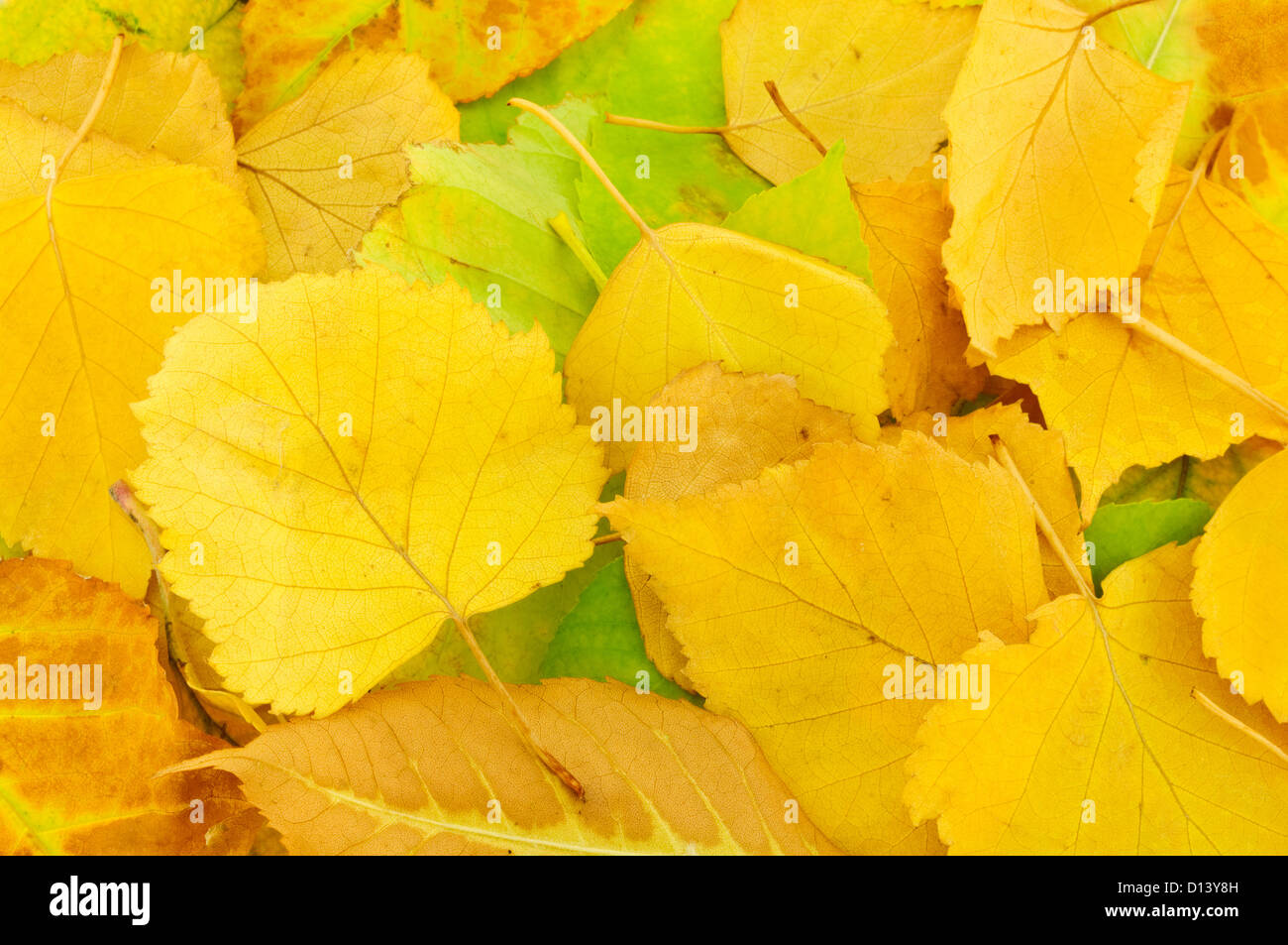 background of yellow autumn leaves Stock Photo - Alamy