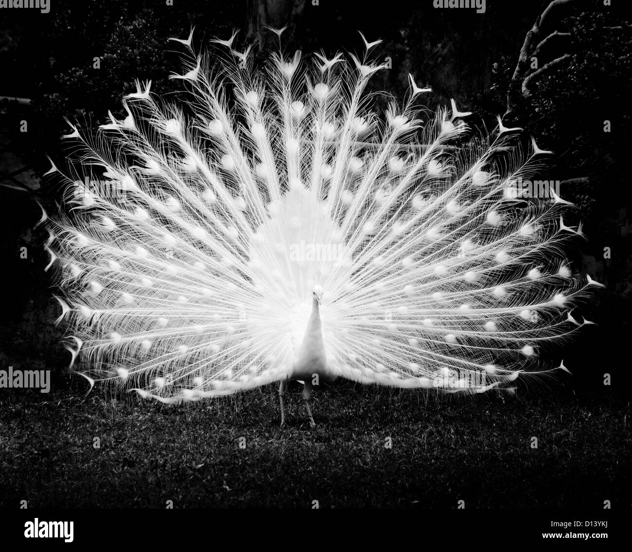 Tail feather peacock Black and White Stock Photos & Images - Alamy