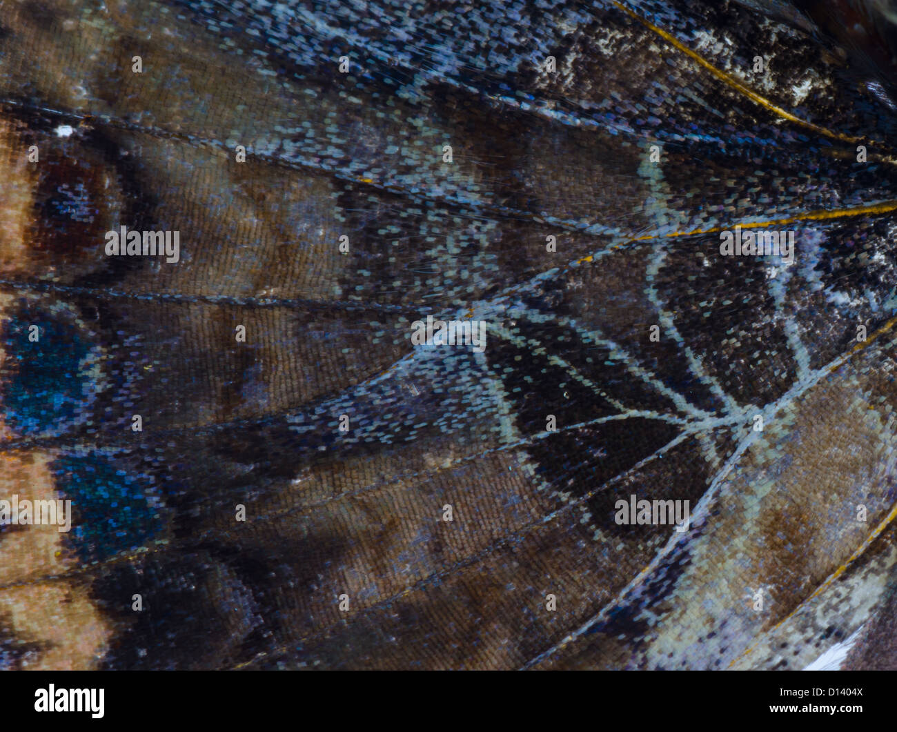 butterfly wing detail pattern texture background Stock Photo - Alamy