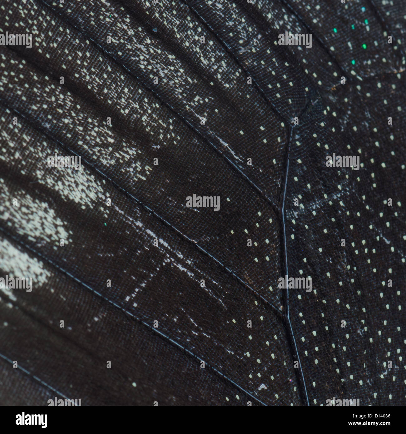 Butterfly wing detail hi-res stock photography and images - Alamy