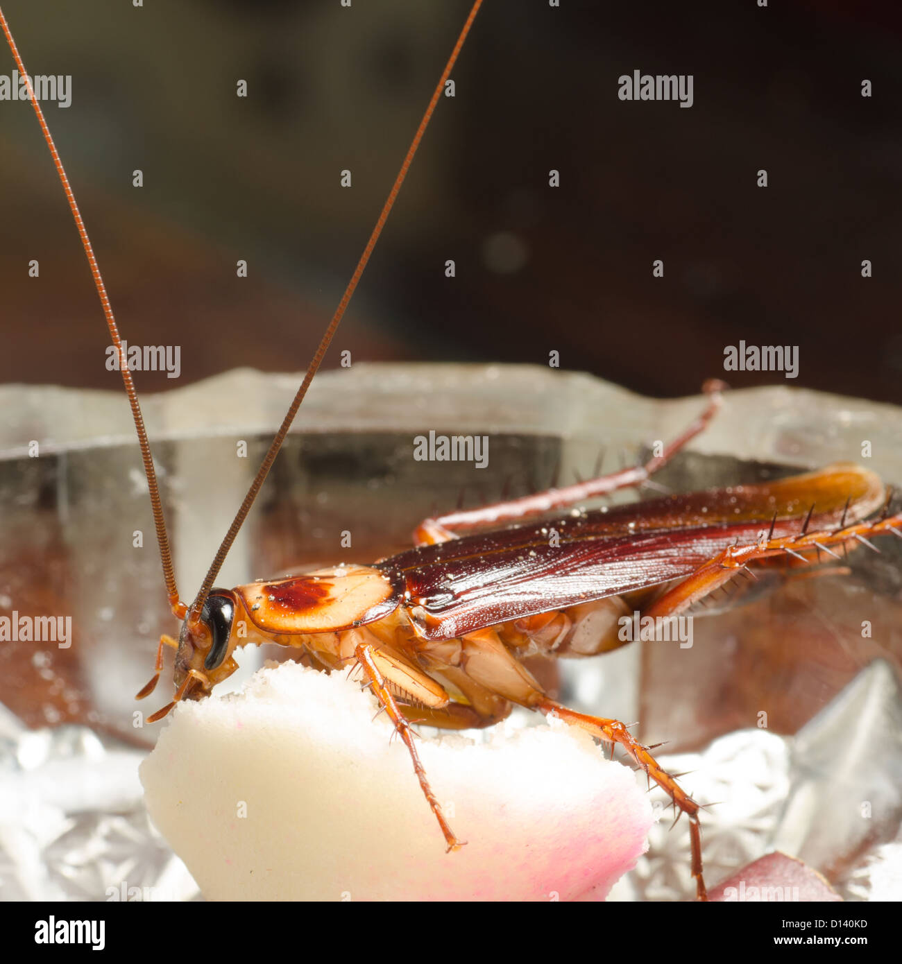 house kitchen cockroach pest bug Stock Photo - Alamy