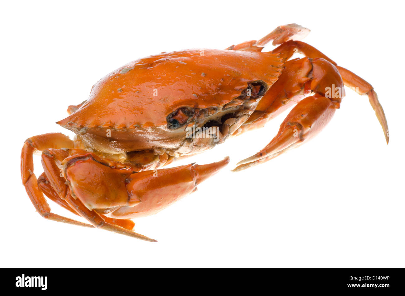 Blue crab isolated hi-res stock photography and images - Alamy