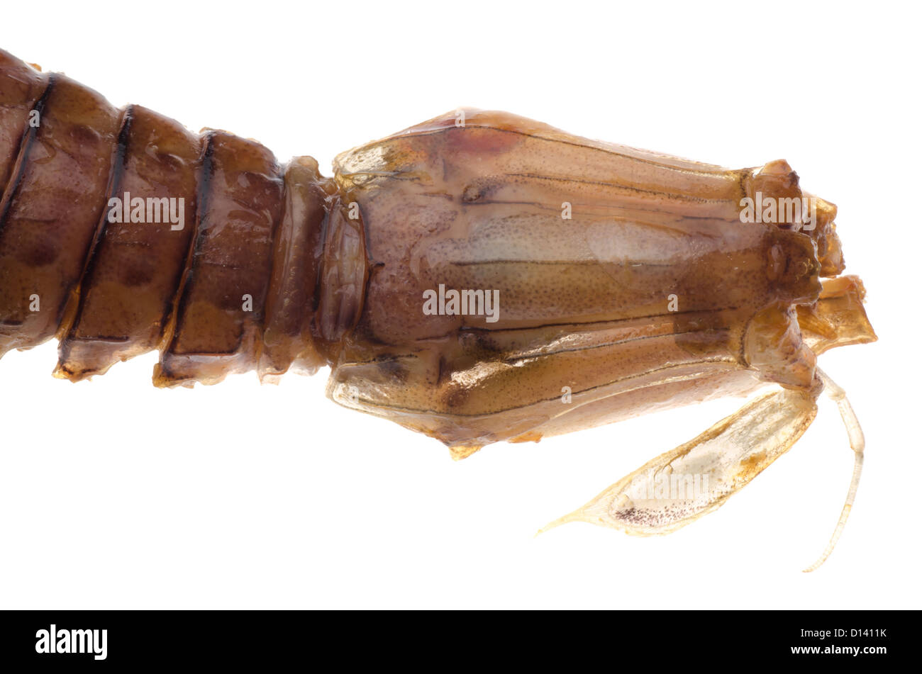 Praying mantis shrimp hi-res stock photography and images - Alamy