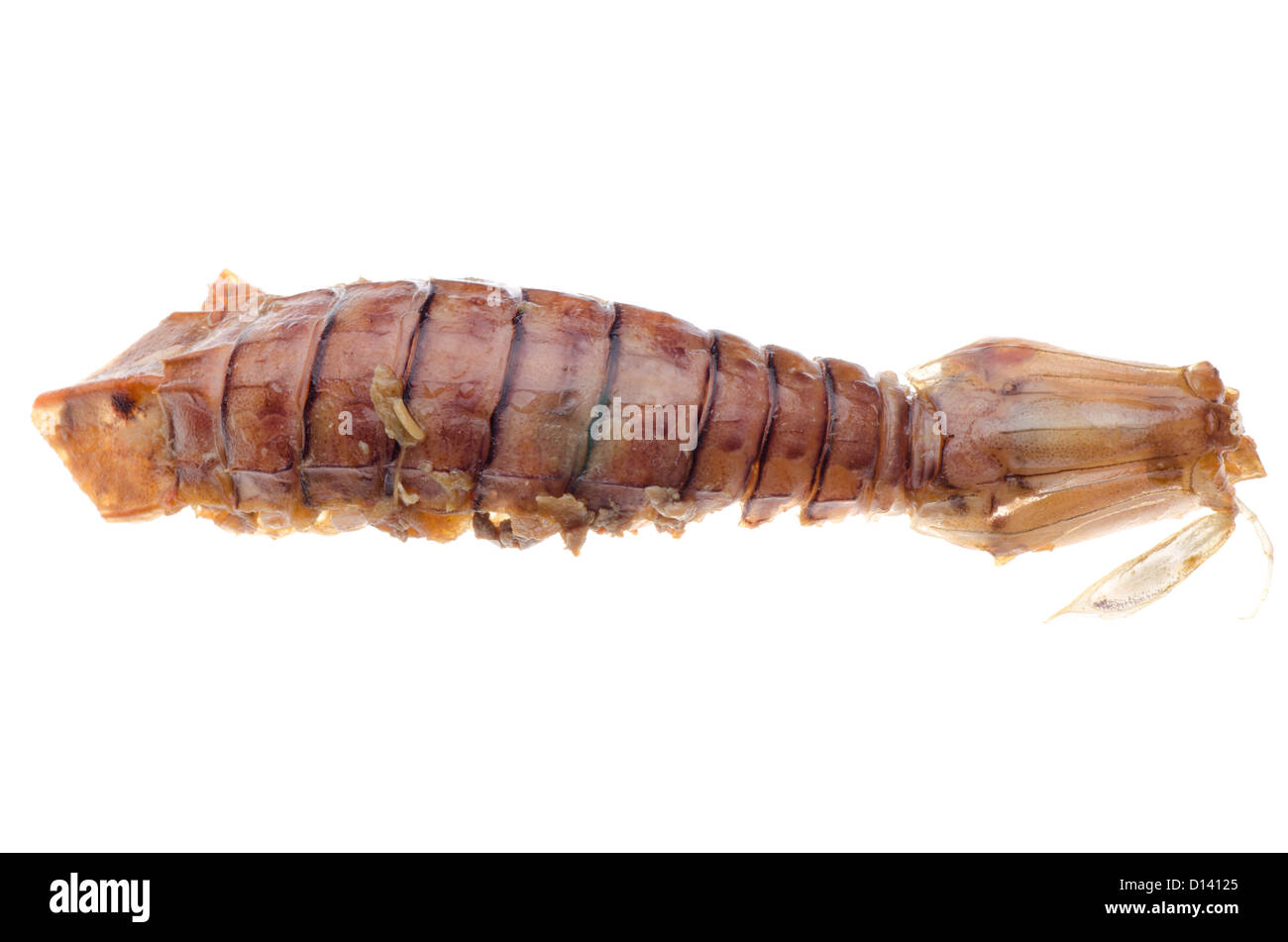 seafood animal mantis shrimp isolated on white Stock Photo - Alamy