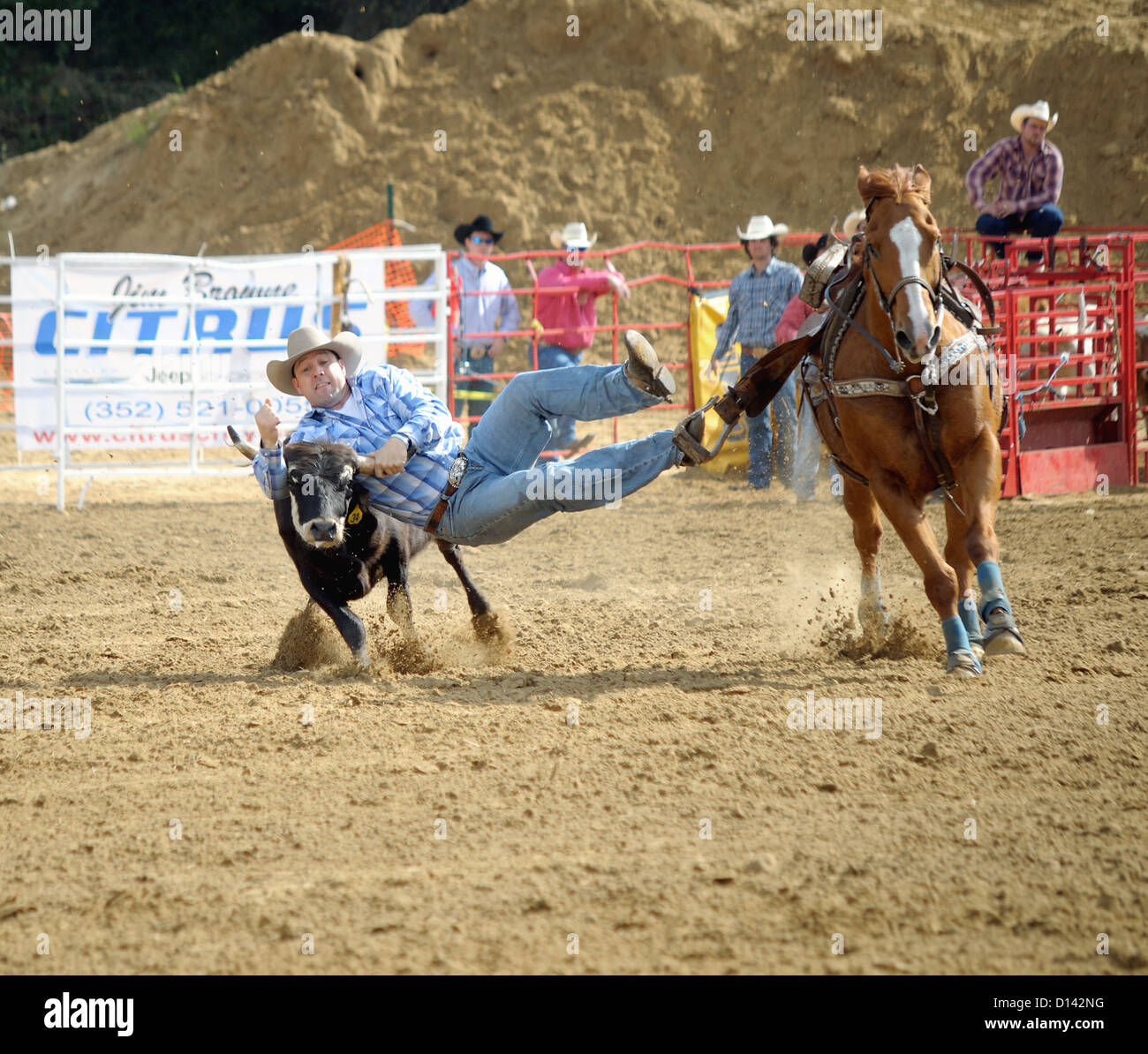 rodeo bronco riding Stock Photo - Alamy