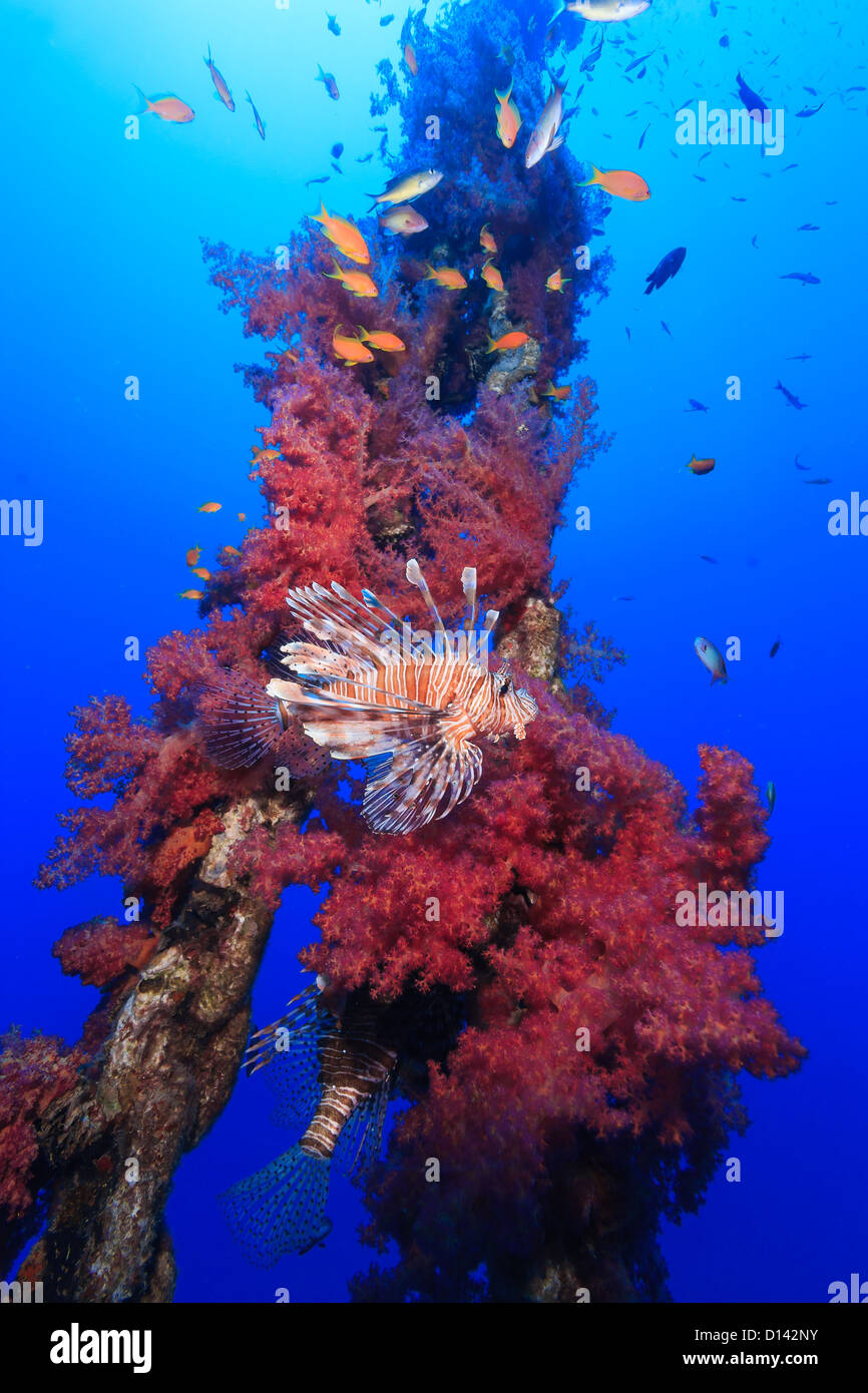 A lionfish and tropical fish swim around an underwater chain encrusted ...