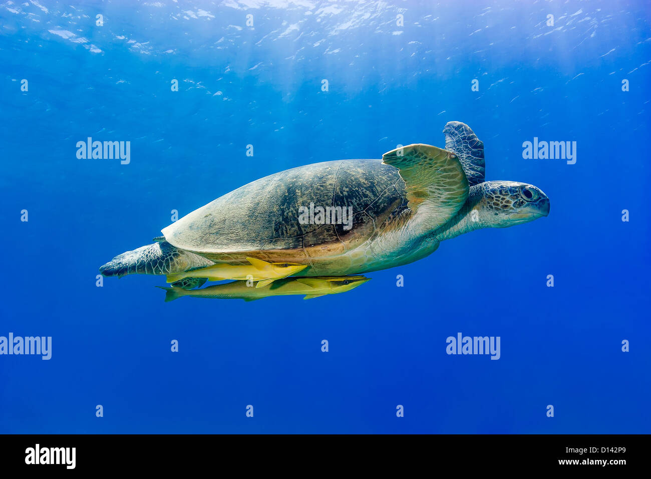 A Green sea turtle with 2 attached Remora swimming in blue water with ...