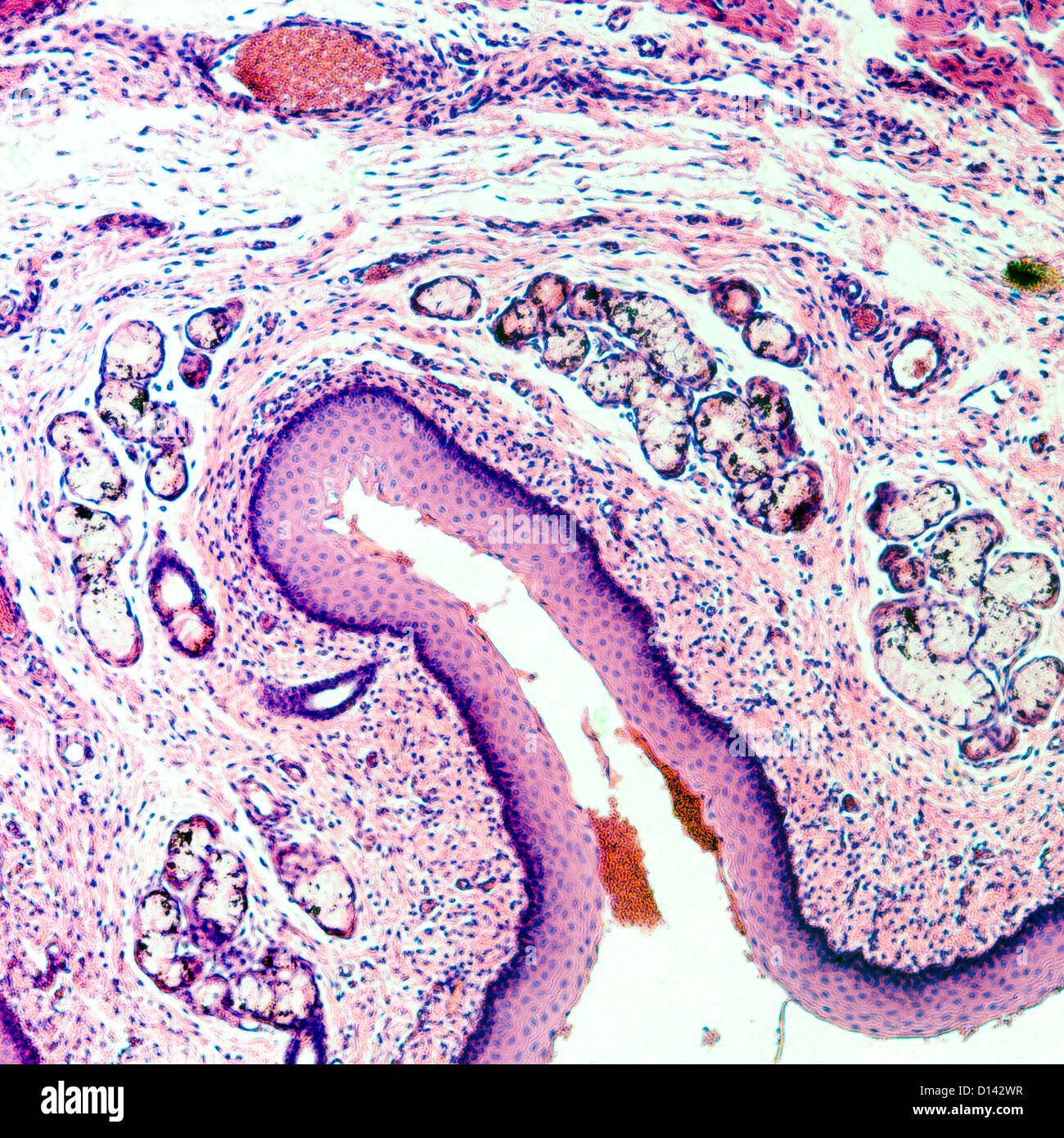 Stratified squamous epithelium hi-res stock photography and images - Alamy