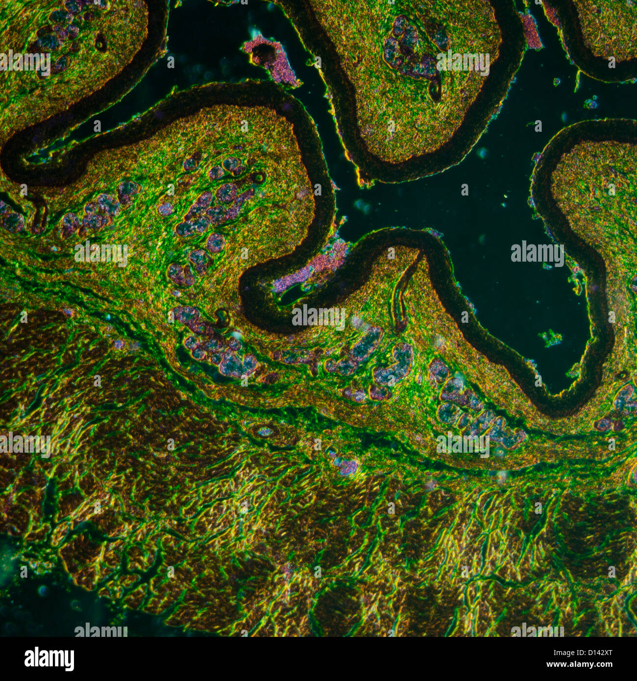 Skin cross section microscope hi-res stock photography and images - Alamy
