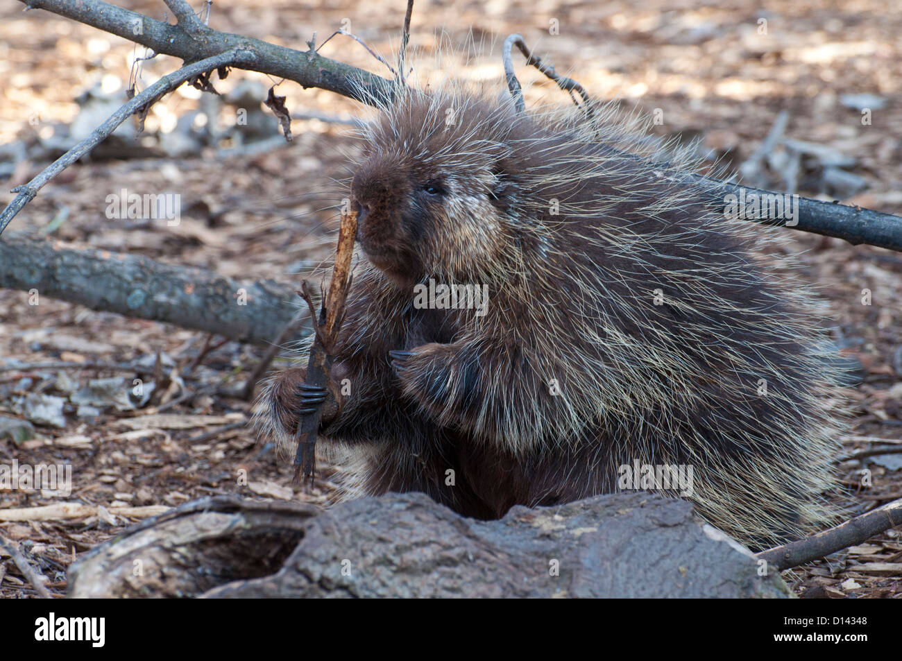 Common porcupine erethizon dorsatum hi-res stock photography and images ...