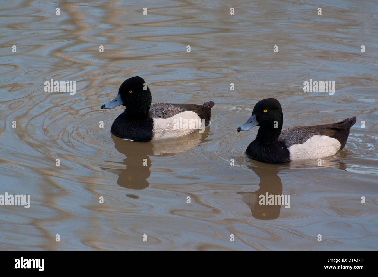 A pair of Lesser Scaup Stock Photo - Alamy