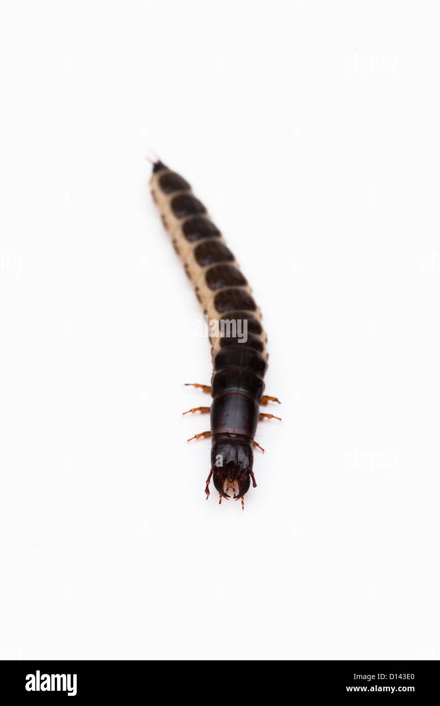 Studio shot of ground beetle larva Stock Photo - Alamy