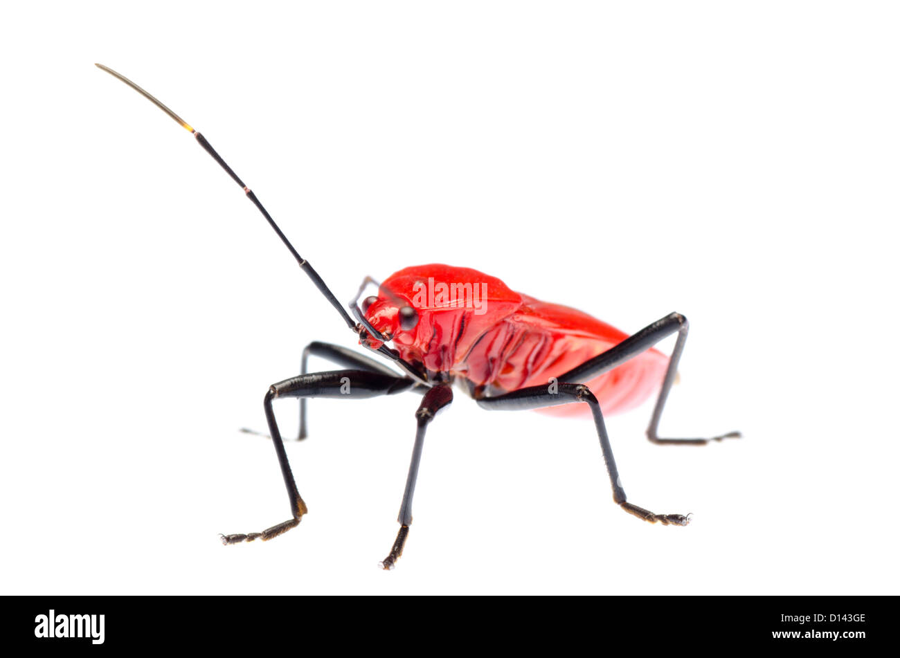 insect red stink bug, Melamphaus rubrocinctus, isolated on white Stock ...