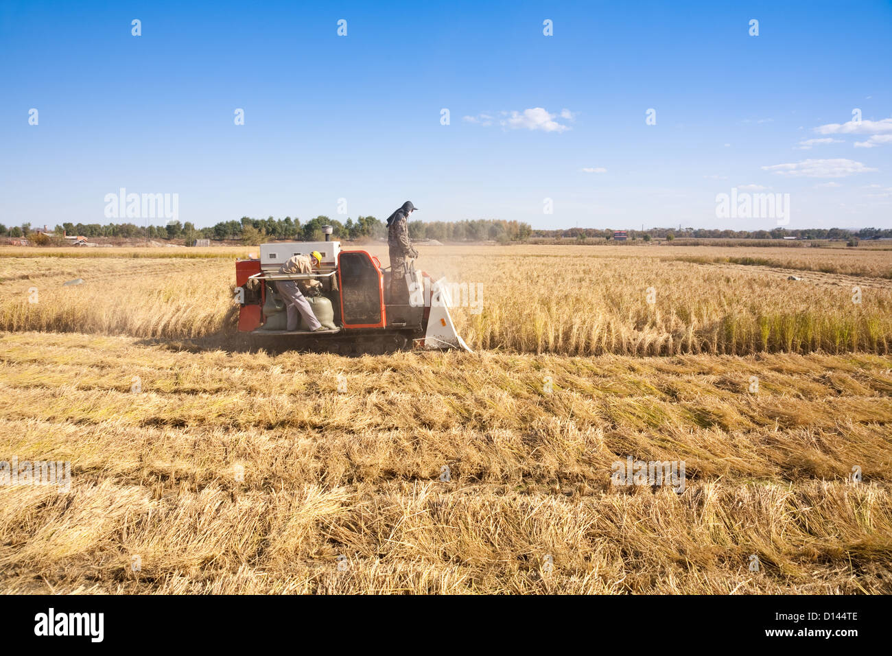 Cutting rice crop hi-res stock photography and images - Alamy