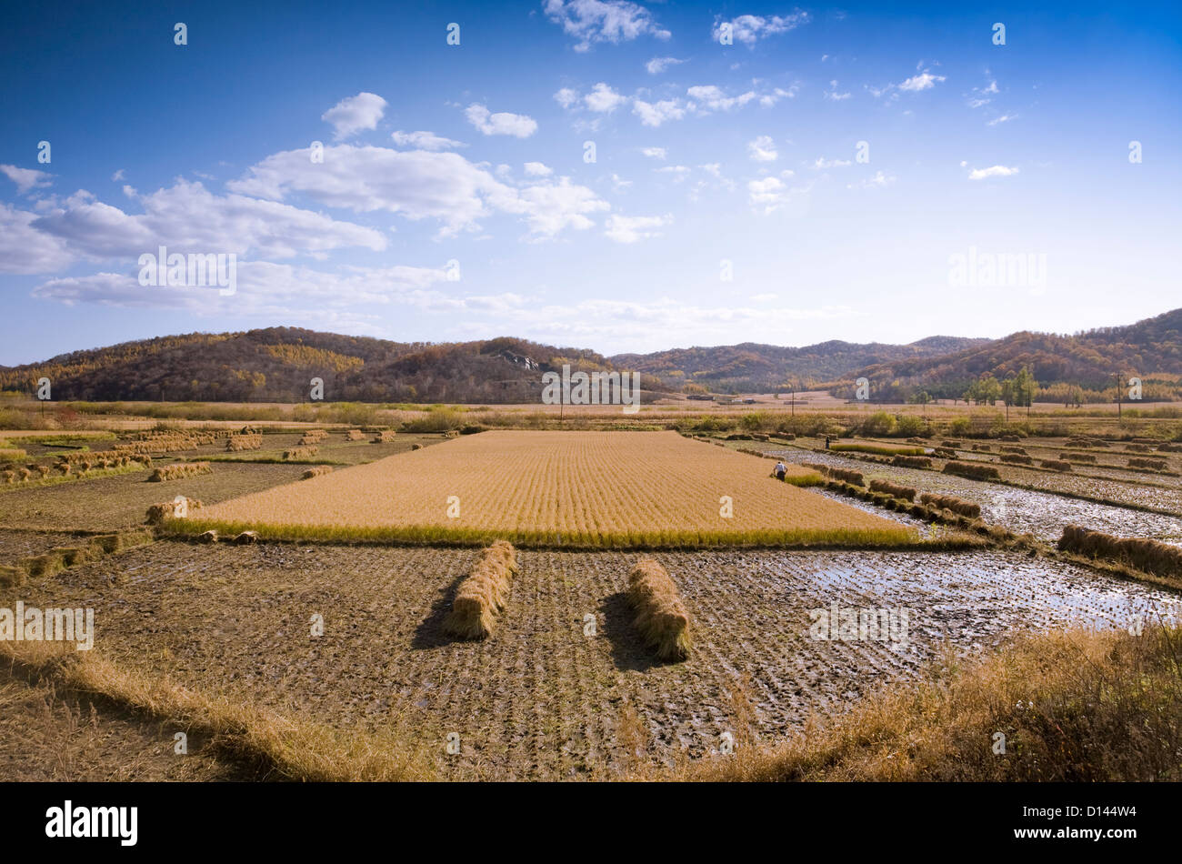 Paddy field landscape hi-res stock photography and images - Alamy